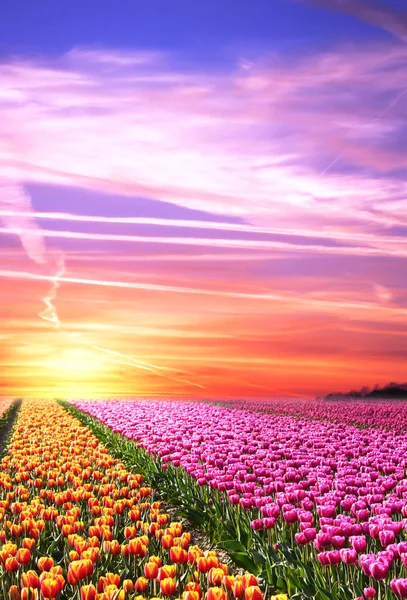 Sunrise with flowers Stock Photos, Royalty Free Sunrise with flowers ...