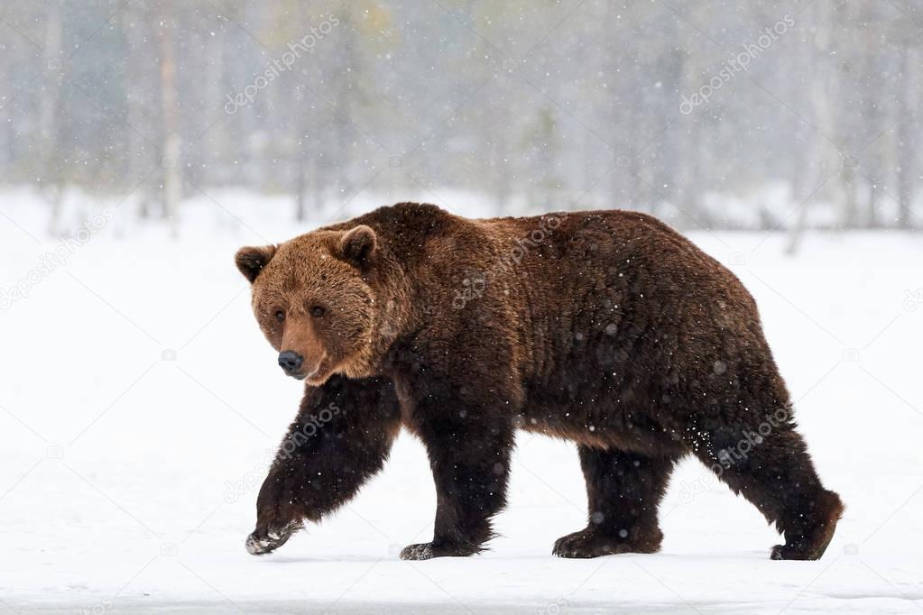 Brown bear walking in the snow — Stock Photo © LuaAr #133430326