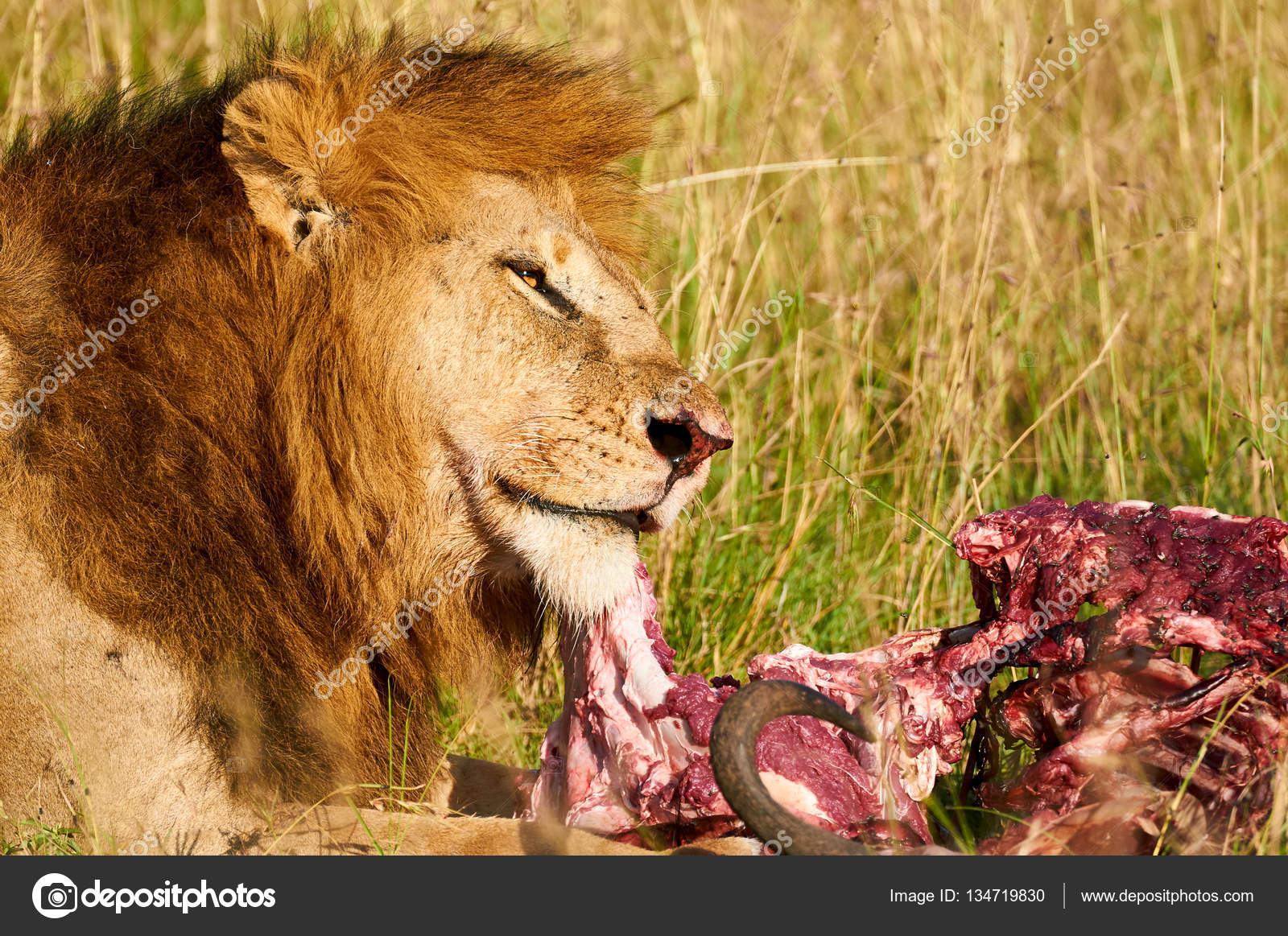 Lion Eating Meat