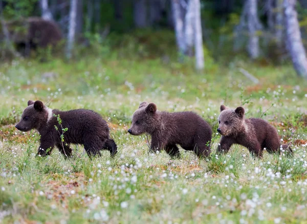 Three bears Images - Search Images on Everypixel