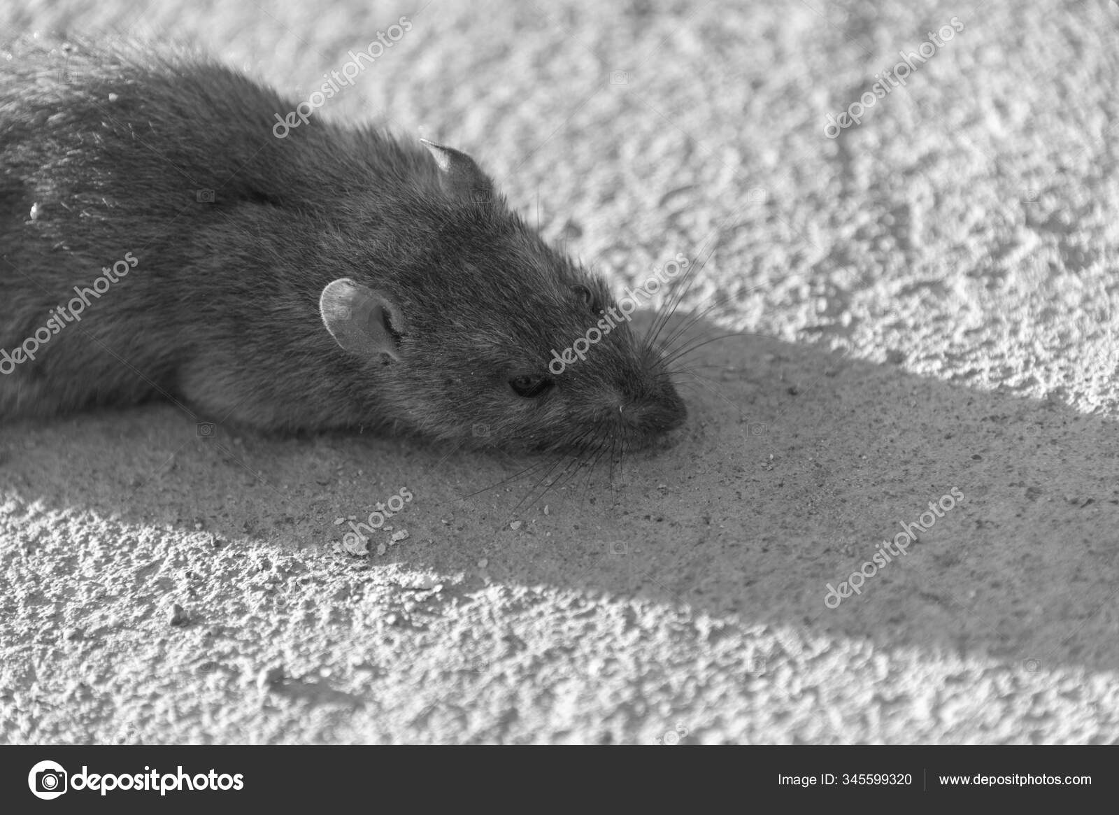 Wounded Rat Road Dead Mouse Concrete Road — Stock Photo © donikzkz ...
