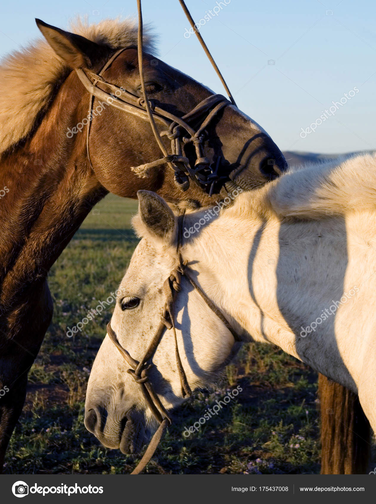 Two Horses Touching Bonding Each Other Original Photoset Stock Photo by ...