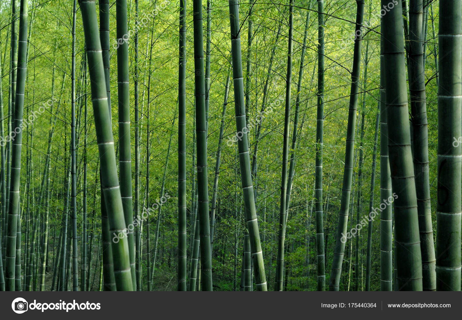 Bosque Bambú China Fotoset Original: fotografía de stock © Rawpixel ...