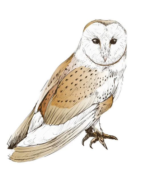 Uil tekening Stockfoto's, Rechtenvrije Uil tekening afbeeldingen ...