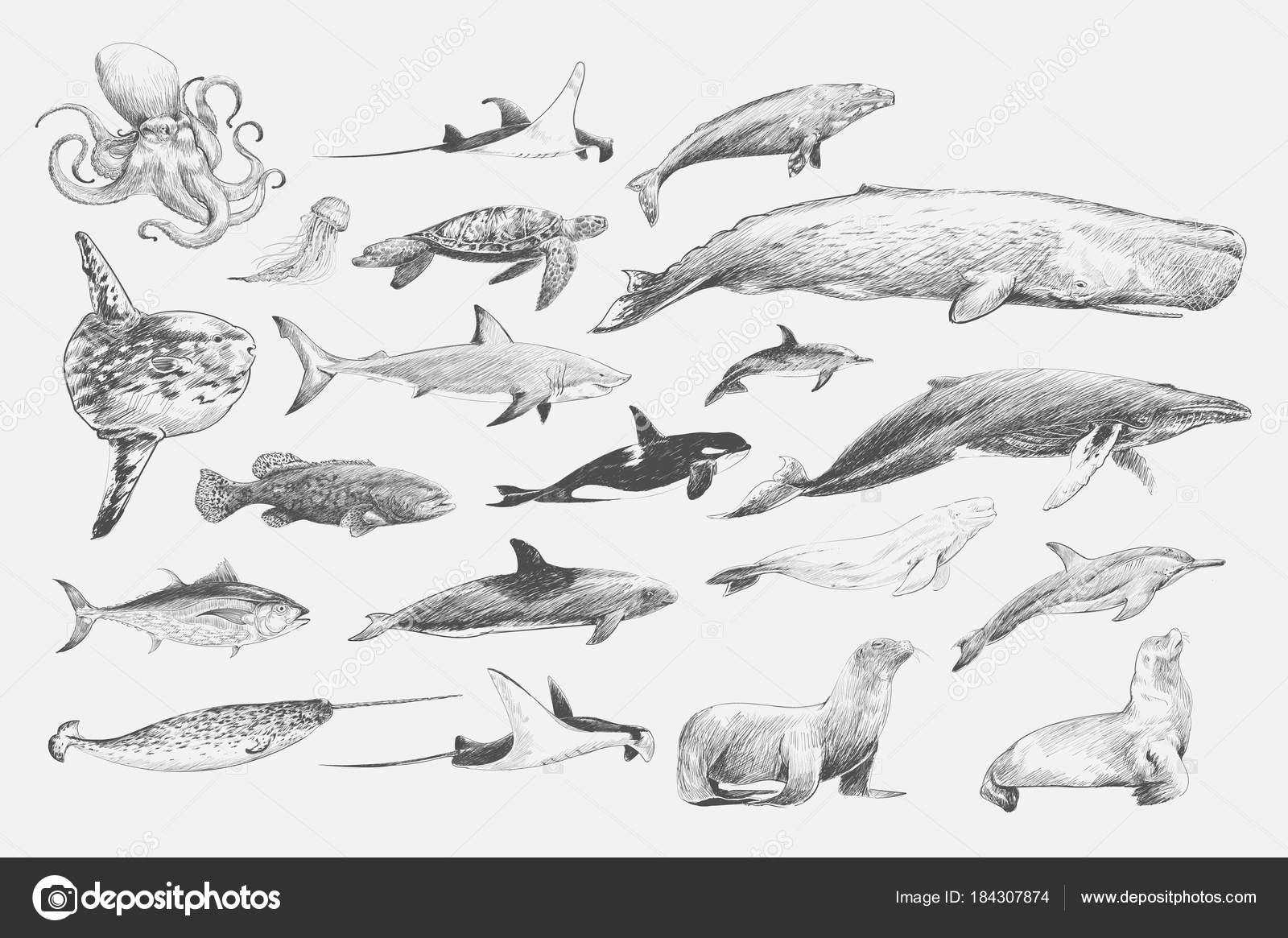 Marine Ecosystem Drawing