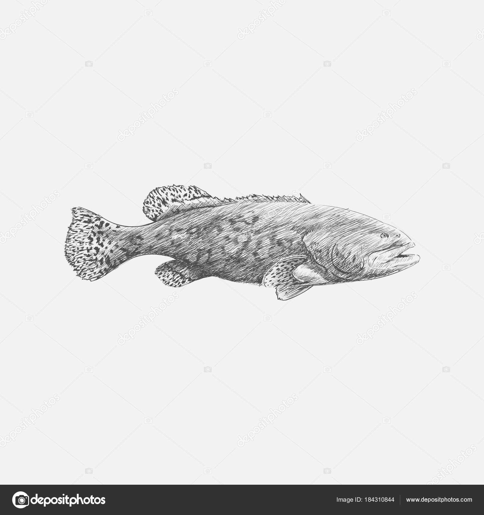 Illustration Drawing Style Sea Fish Stock Illustration by ©Rawpixel ...