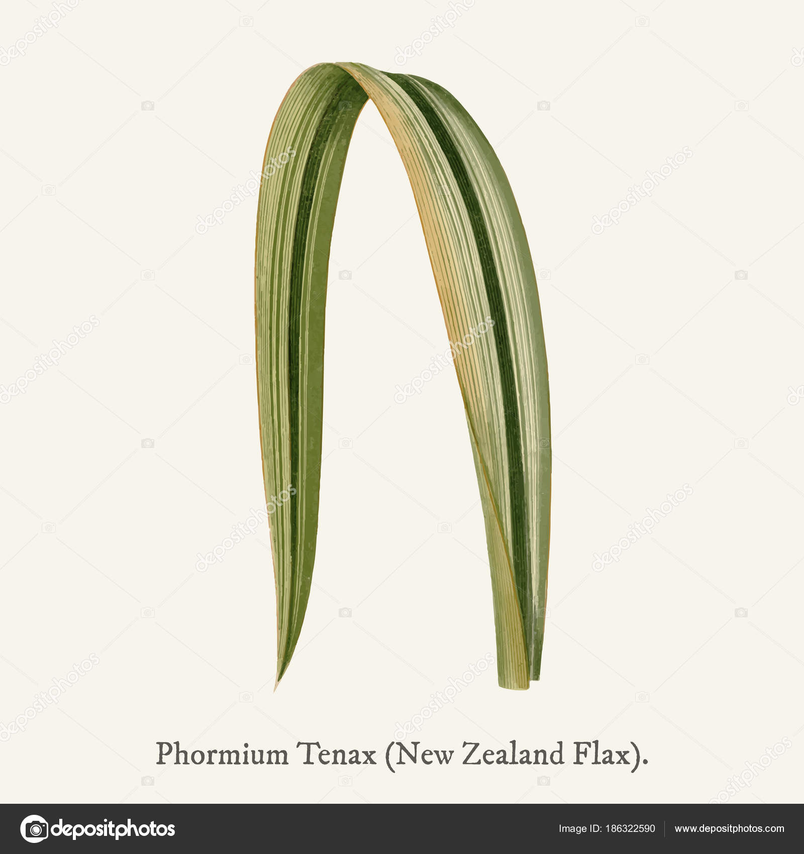 Variegated New Zealand Flax Phormium Tenax Variegatum Found 1825 1890 ...