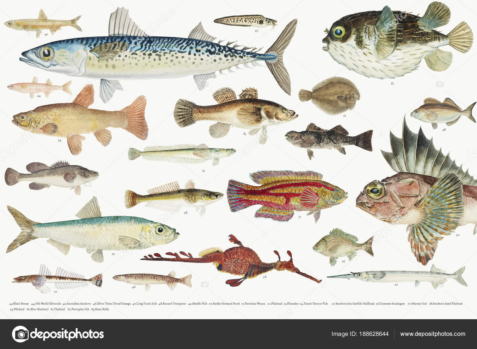 Colored Illustration Fish Drawing Collection Stock Illustration by ...