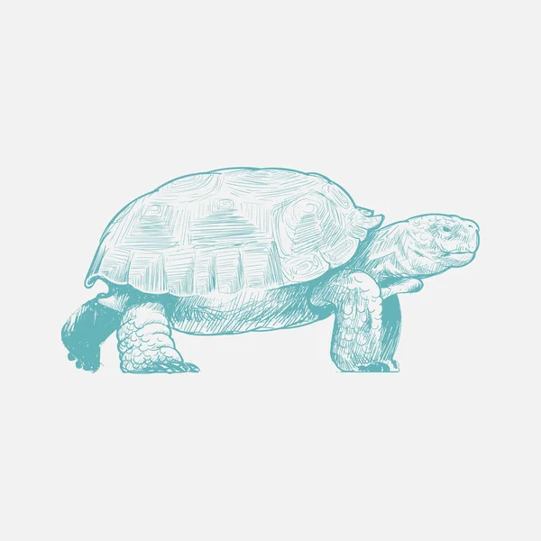 Turtle drawing Stock Photos, Royalty Free Turtle drawing Images ...