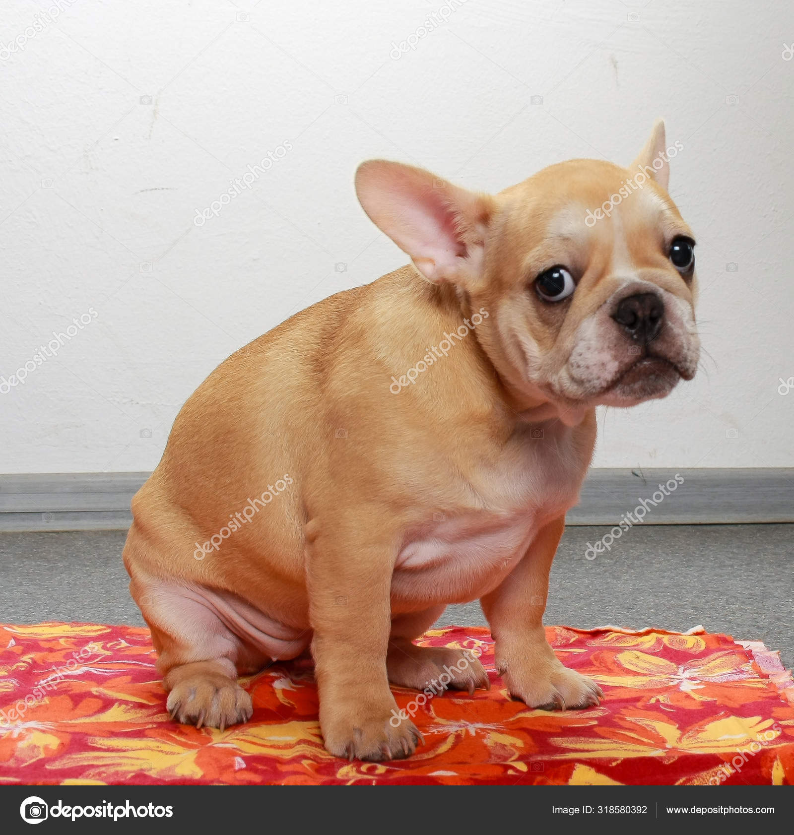 French Bulldog Puppy Dog Cub Dog Cute Face Beige Coat — Stock Photo ...