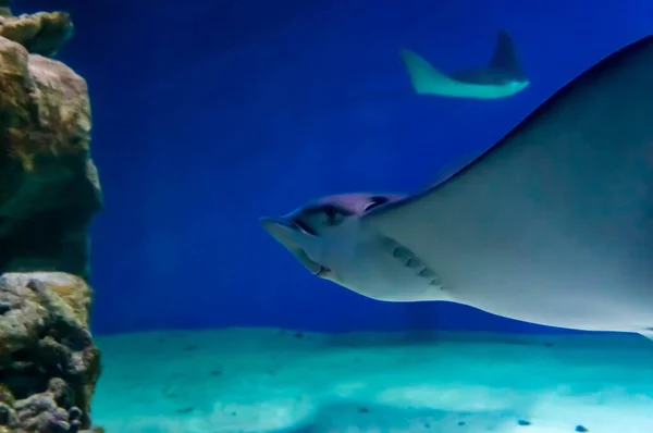 Hiu harimau pasir Stock Photos, Royalty Free Hiu harimau pasir Images ...