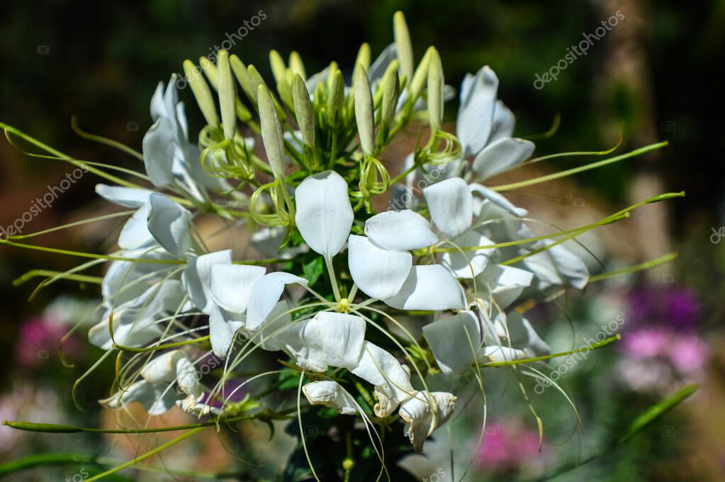 Hermosa flor de araña, Cleome hassleriana, planta de araña, reina ...