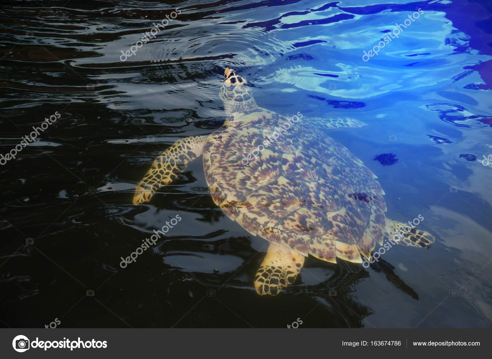 Green turtle swims above in ponds for aquaculture. — Stock Photo ...