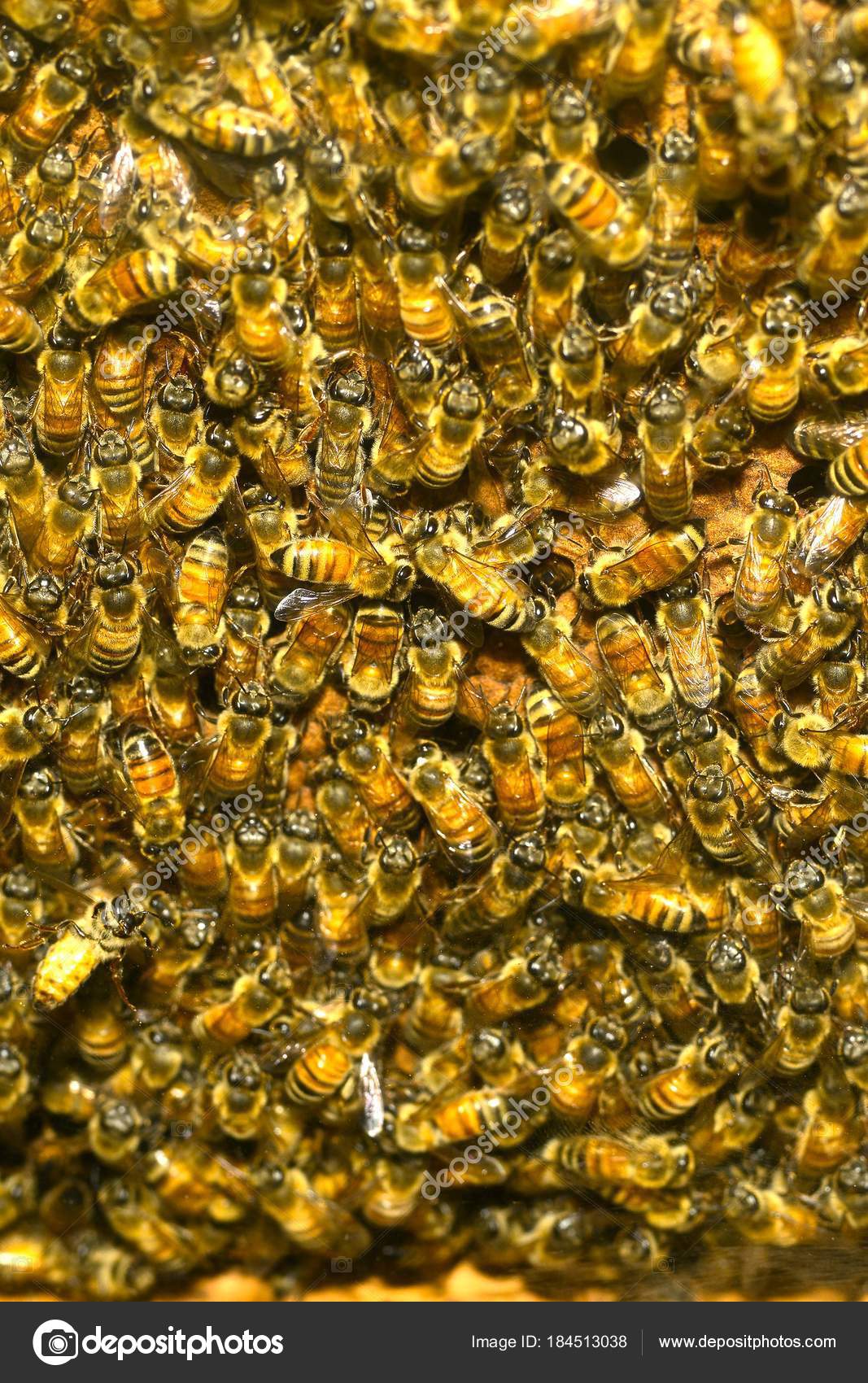 A dense cluster of swarms of bees in the nest. — Stock Photo ...