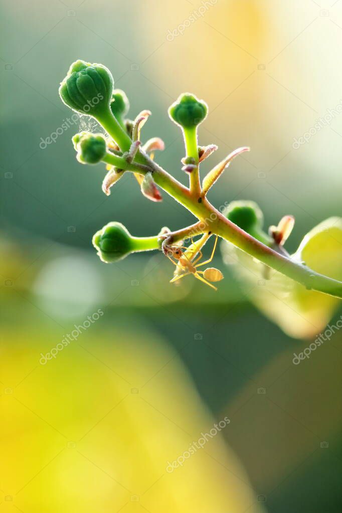 Acci n de hormigas de pie en la rama del rbol por la ma ana 2024