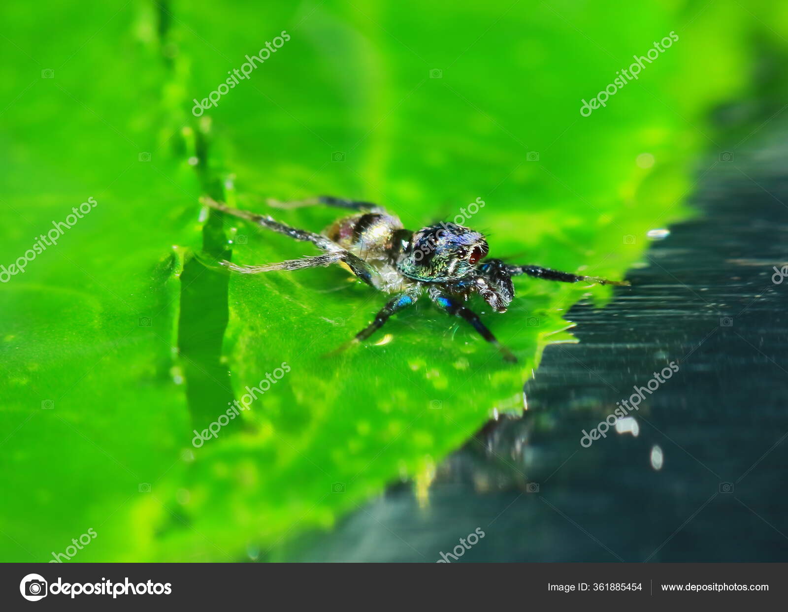 Macro Photography Jumping Spider Green Leaf — Stock Photo © changephoto ...