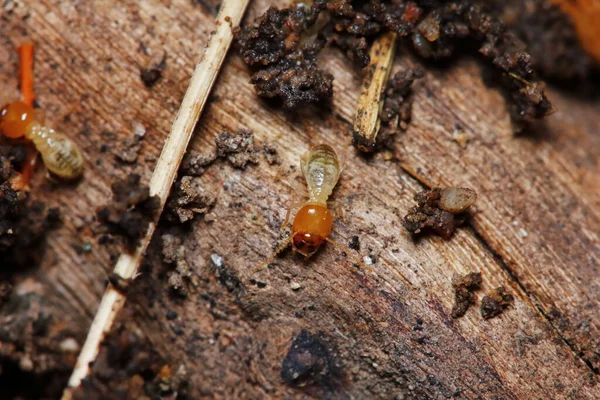 Termite macro Stock Photos, Royalty Free Termite macro Images ...