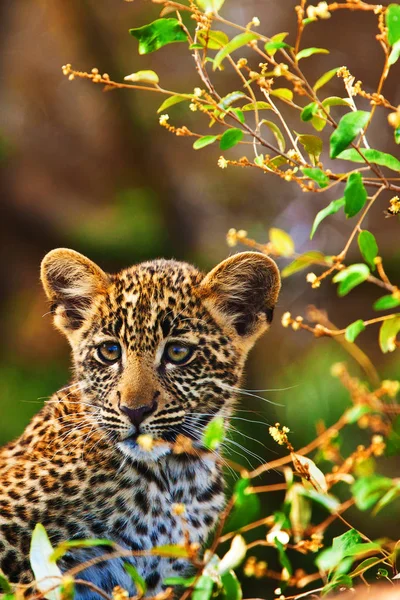 Young leopard Stock Photos, Royalty Free Young leopard Images ...