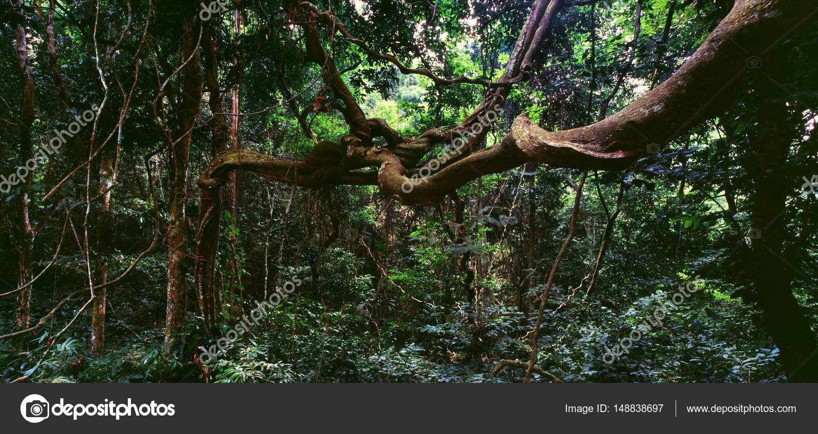 Tropical trees in rainforest Stock Photo by ©Gi0572 148838697