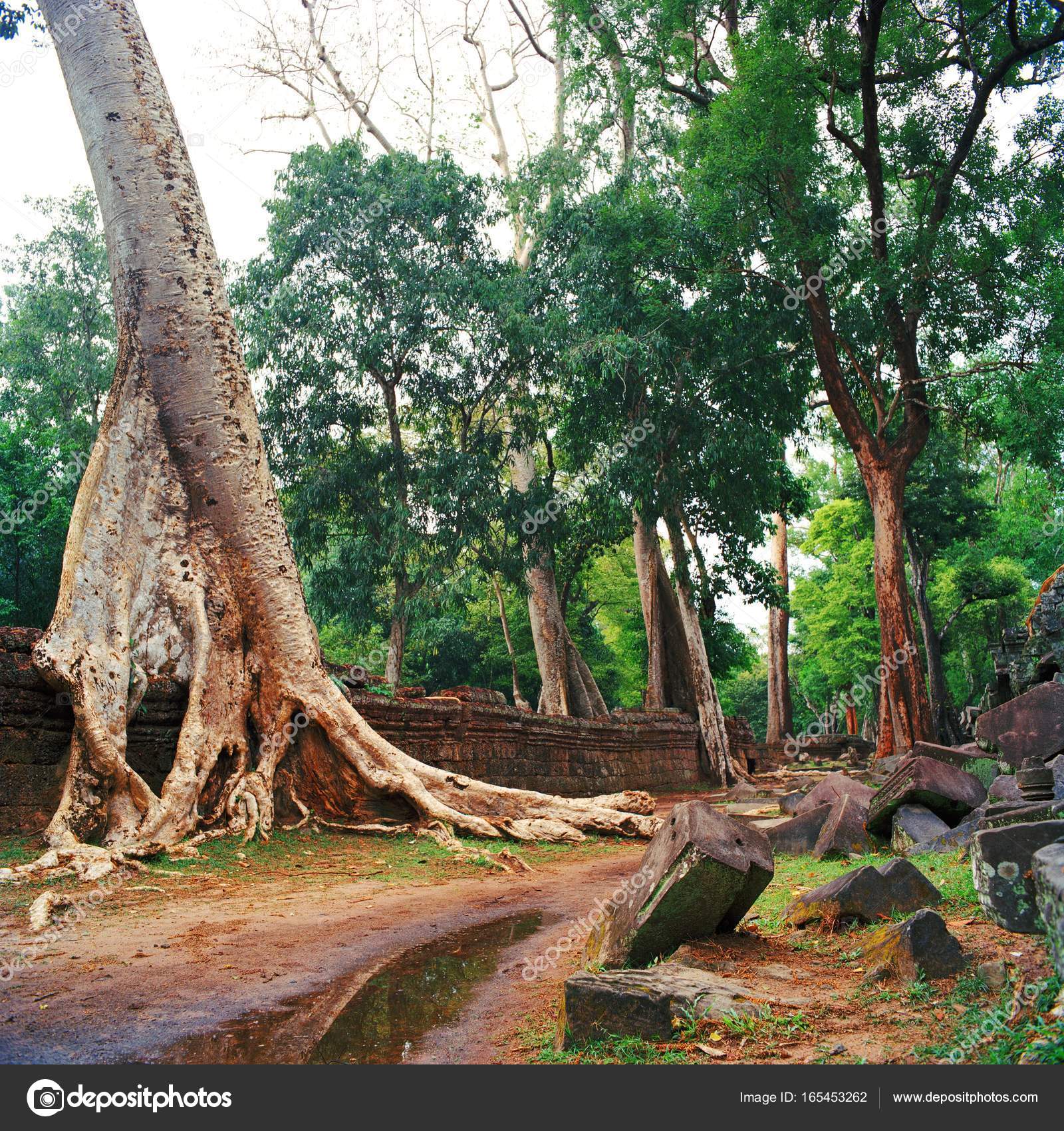 Giant banyan trees at Angkor Wat — Stock Photo © Gi0572 #165453262