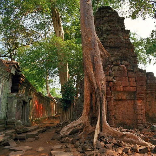 Giant banyan trees at Angkor Wat — Stock Photo © Gi0572 #165453412