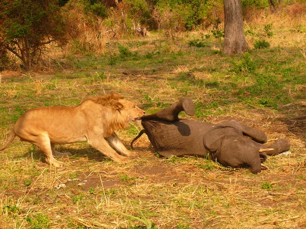 Lion Eating Human Alive