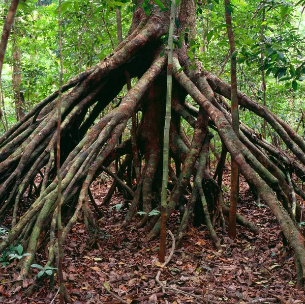 Long roots Stock Photos, Royalty Free Long roots Images | Depositphotos