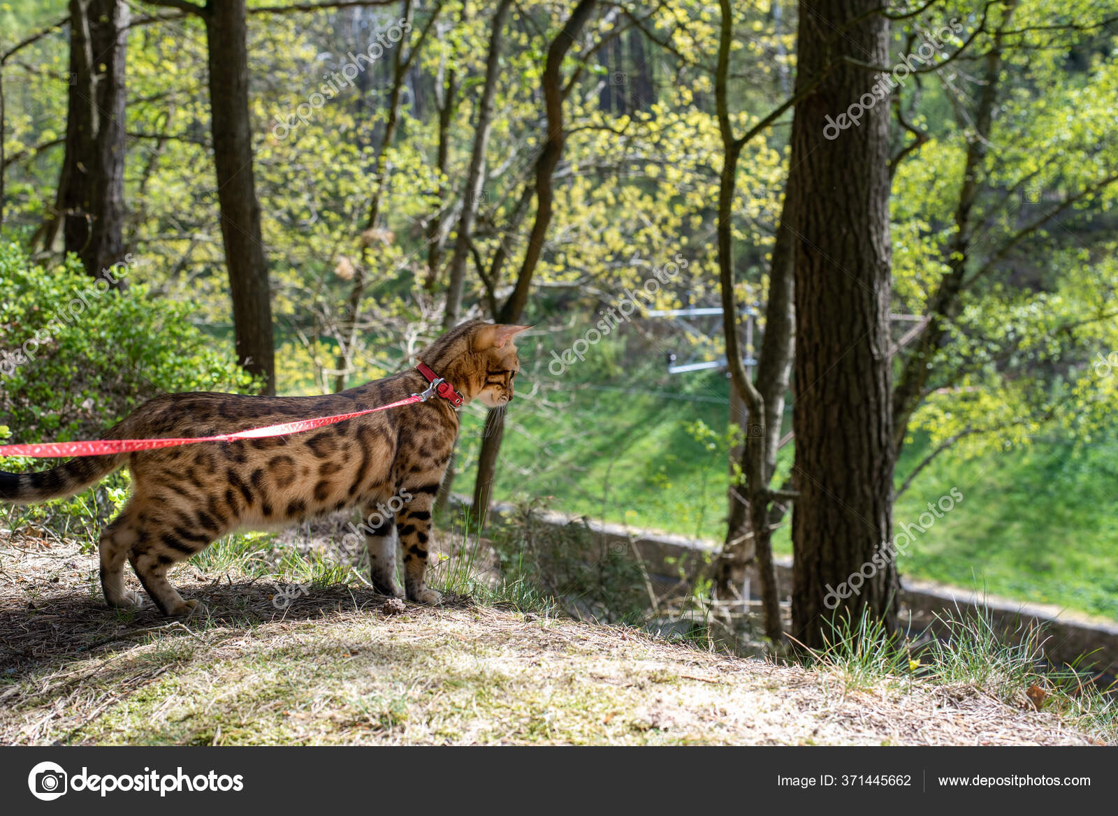 Bengal Cat Walks Forest — Stock Photo © svetilo-s@yandex.ru #371445662