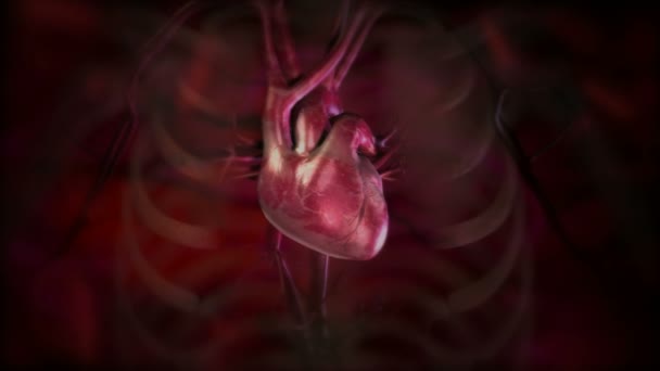 Heart Beating Fast Animation Heartbeat Sound — Stock Video © olekpieta ...
