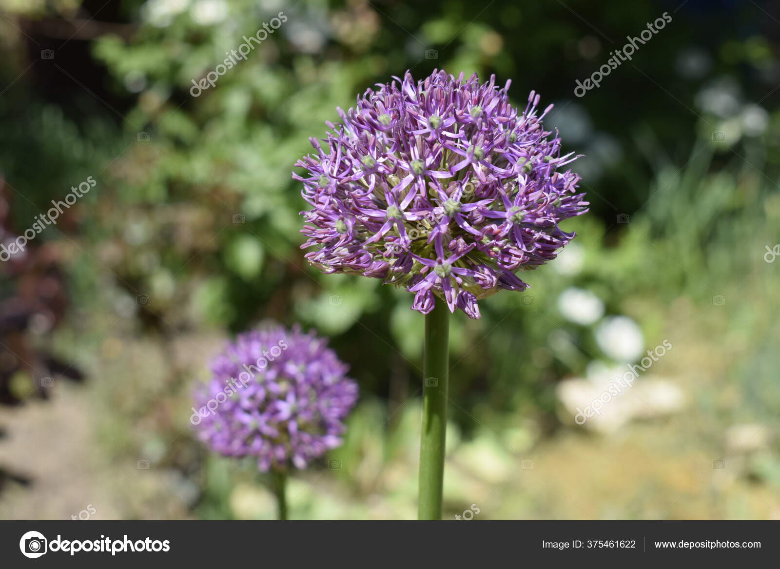 Seeds Onion Suvorov Giant Garlic Spherical Purple Garden Bright ...