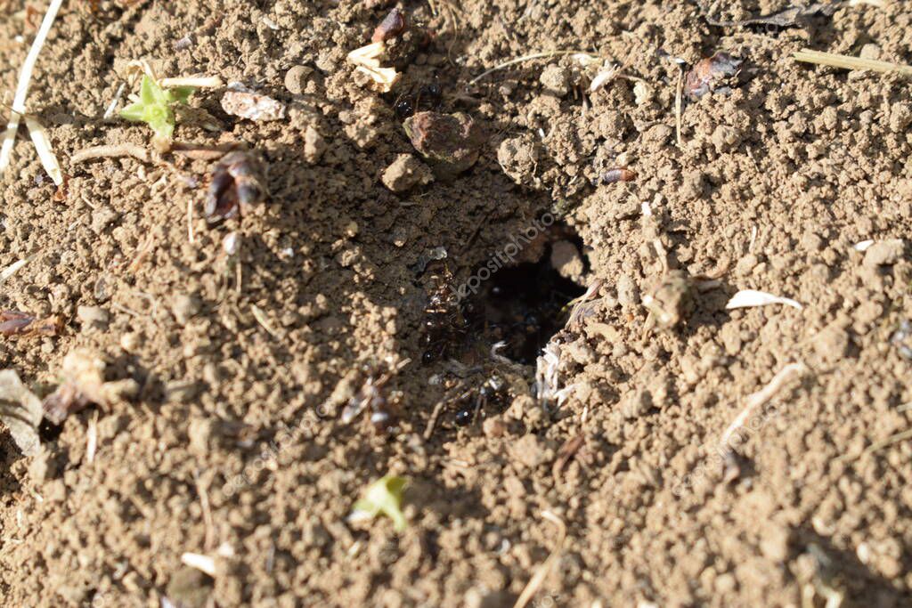 Hormiga negra del jardín, o lasia negra (lat. Lasius niger) - West ...