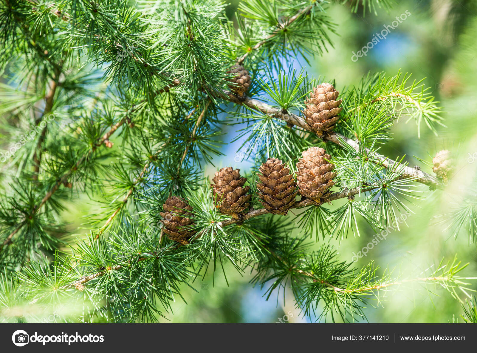 Larix Gmelinii Dahurian Larch Cones Coniferous Tree — Stock Photo © Sunday_Morning #377141210