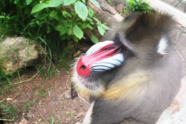 Monkey lipstick Stock Photos, Royalty Free Monkey lipstick Images ...