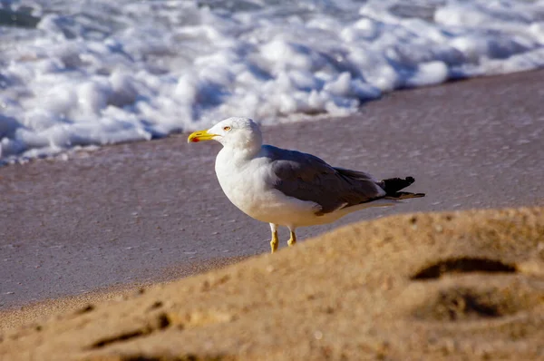 Seagull on beach Stock Photos, Royalty Free Seagull on beach Images ...