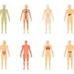 Human body systems Stock Vector Image by ©interactimages #10481849