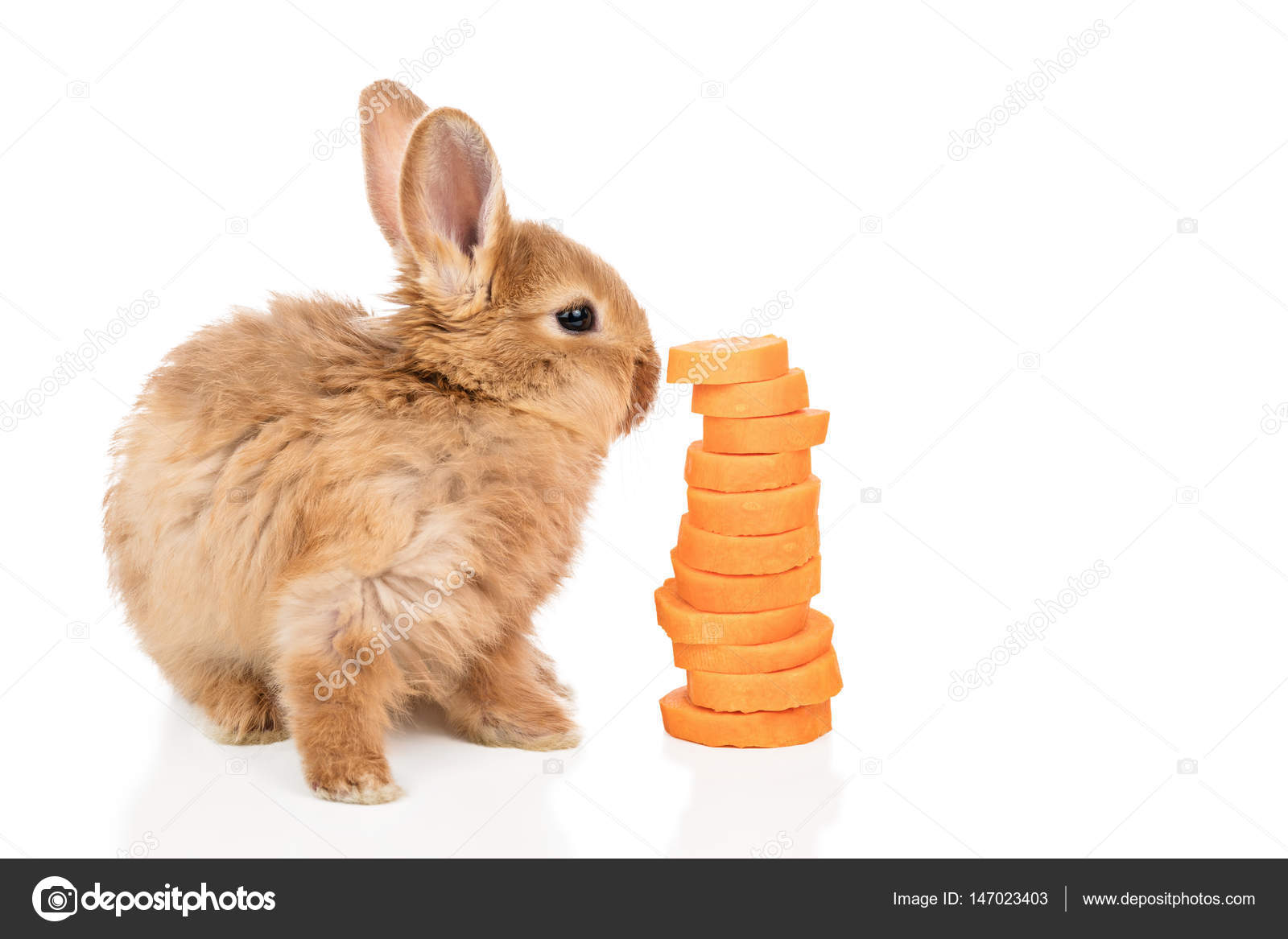 Rabbit near a carrot on white Stock Photo by ©GrashAlex 147023403