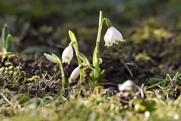 The spring knot flower, also called March mug, March mug, March bell or ...