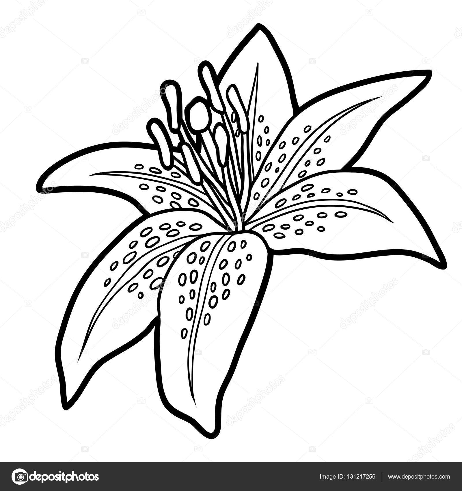 Stargazer Lily Coloring Pages