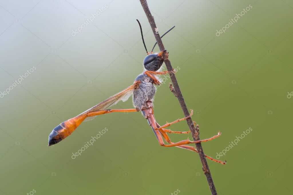 Avispa del g nero Sphex (com nmente conocida como avispas excavadoras ...