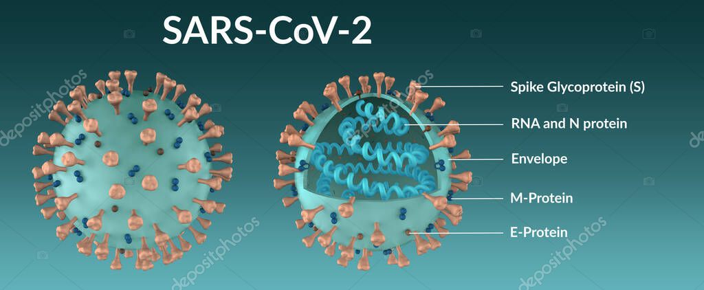 Estructura de la molécula del coronavirus SARS-CoV-2 en su totalidad y ...