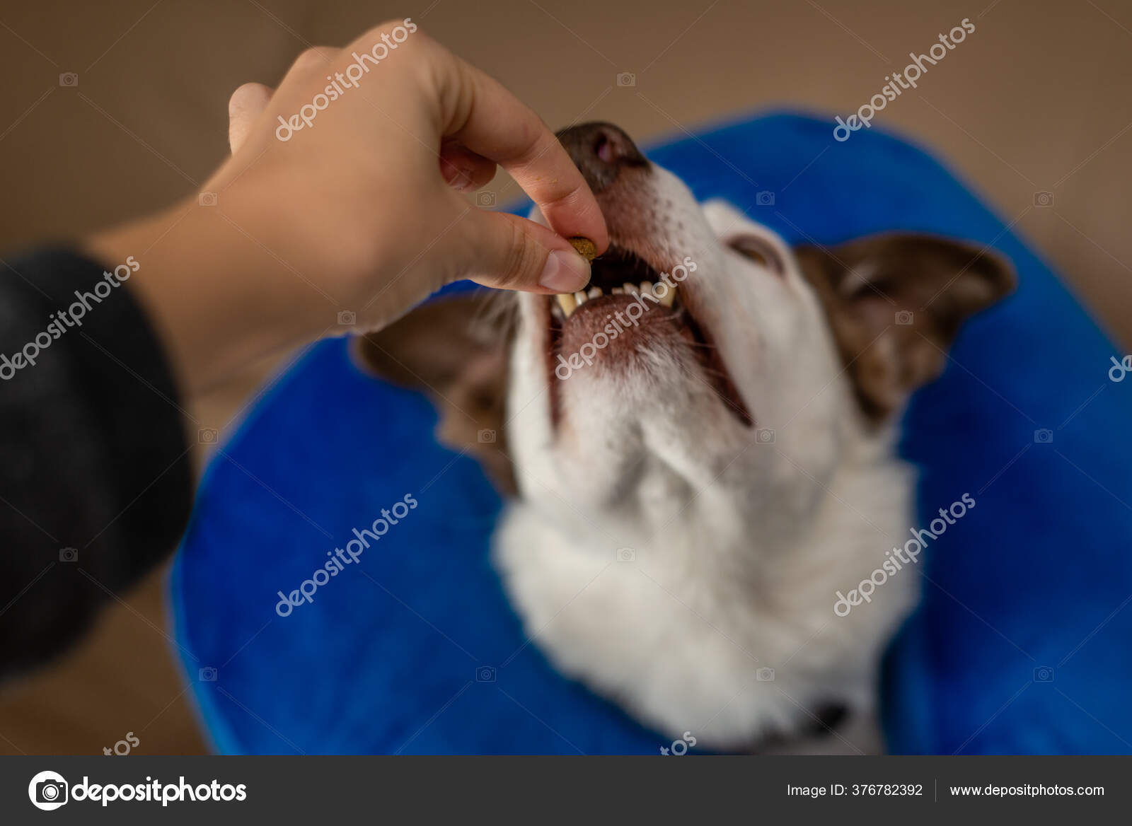 Border Collie dog wearing a blue inflatable collar and taking a treat ...