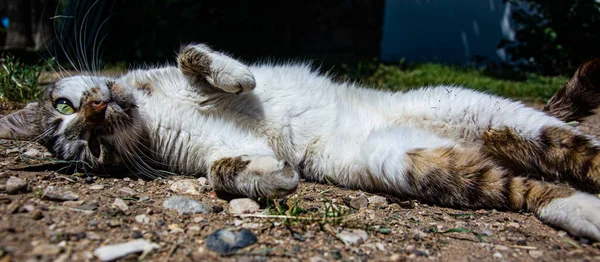 Dirty kitty Stock Photos, Royalty Free Dirty kitty Images | Depositphotos