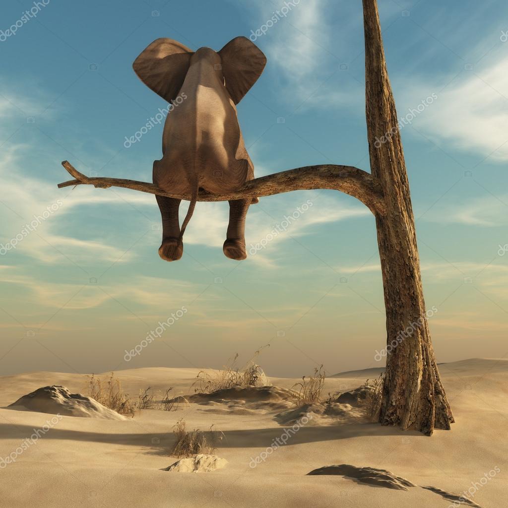 Elephant sitting on thin branch Stock Photo by ©orlaimagen 125889010