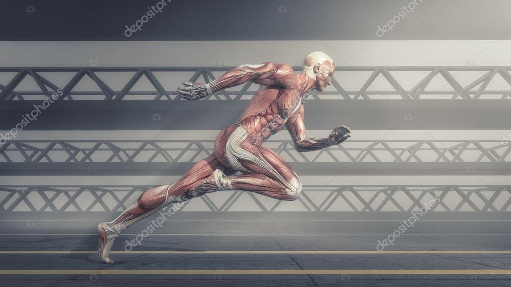 Male muscular system running Stock Photo by ©orlaimagen 126466508
