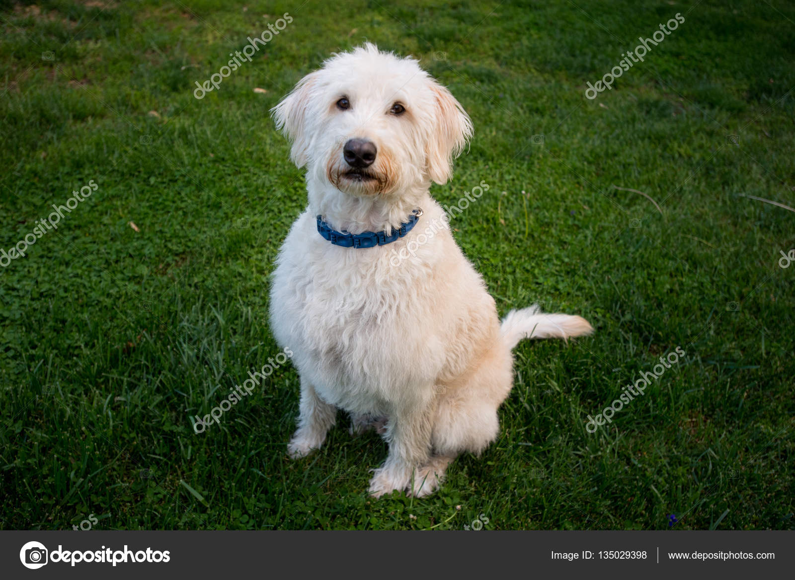 Labradoodle Sits and Looks at Camera — Stock Photo © kvddesign #135029398