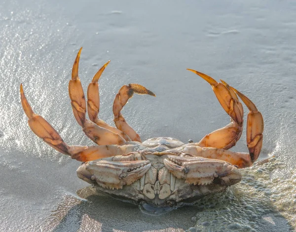 Hair crab Stock Photos, Royalty Free Hair crab Images | Depositphotos