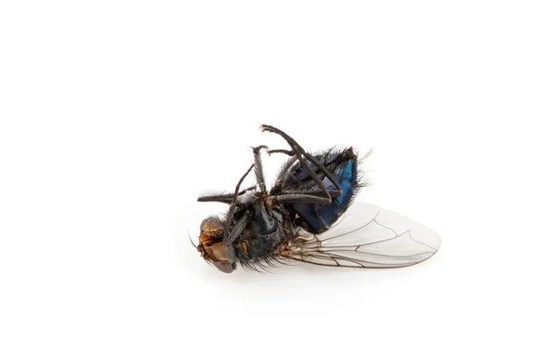 Scary Dead Fly
