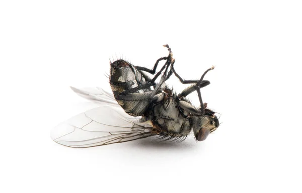 Dead fly Stock Photos, Royalty Free Dead fly Images | Depositphotos