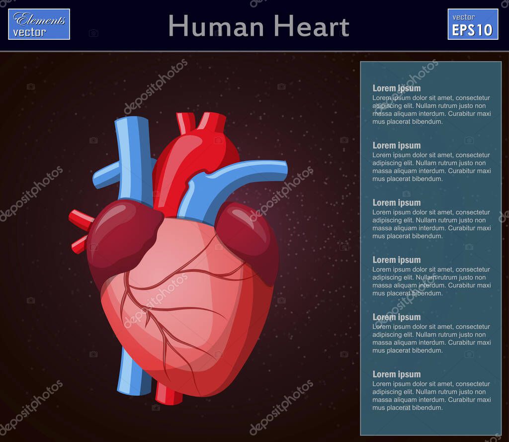 anatomía del corazón humano vector ilustración. 2022