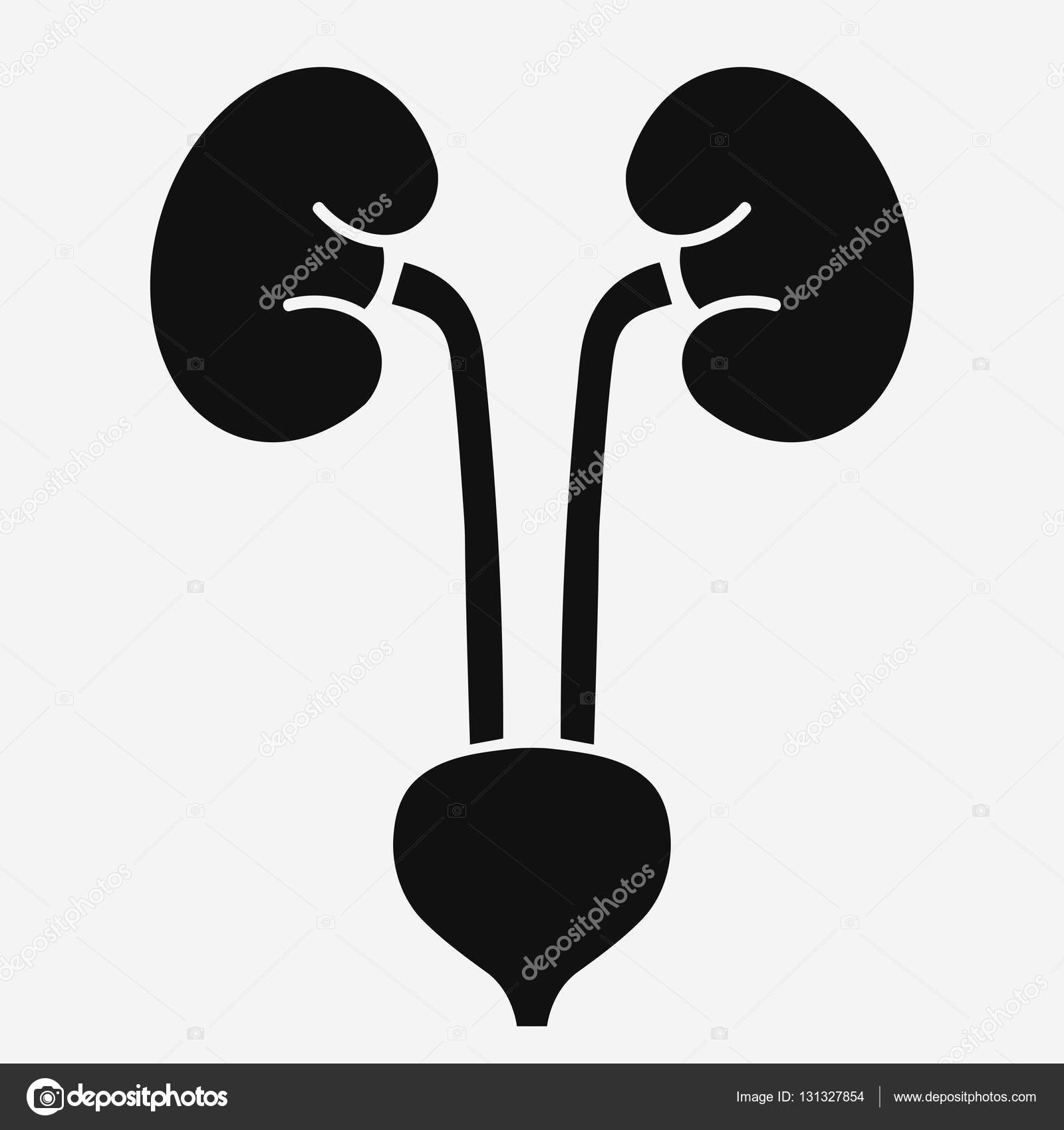 Kidneys and bladder, vector — Stock Vector © ambassador80 #131327854 Kidneys and bladder, vector — Stock Vector © ambassador80 #131327854